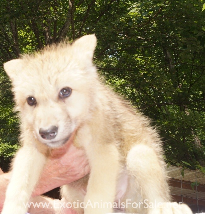 RARE WHITE ARCTIC WOLFDOG PUPPIES for Sale