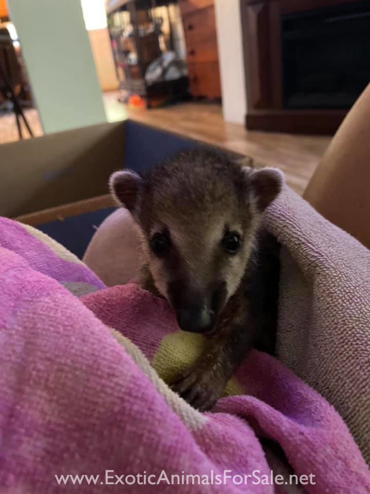 COATI Baby Female for Sale