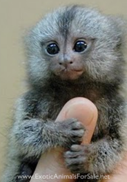MARMOSET FOR SALE, POCKET MONKEY, AKA FINGER MONKEY. FINANCING ...