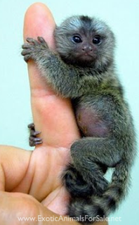 MARMOSET FOR SALE, POCKET MONKEY, AKA FINGER MONKEY. FINANCING ...
