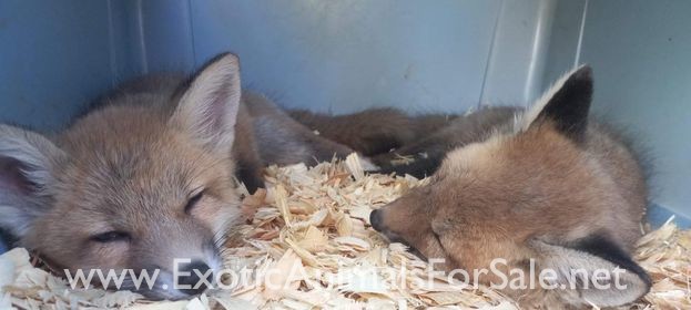 8 week old tame female red foxes (3 available) for Sale