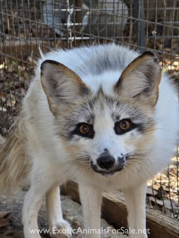 Marbled, Red Fox, breeding pair! for Sale