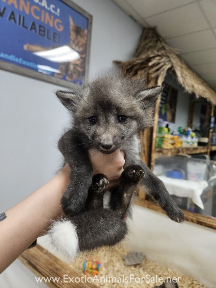 Fox kits! for Sale