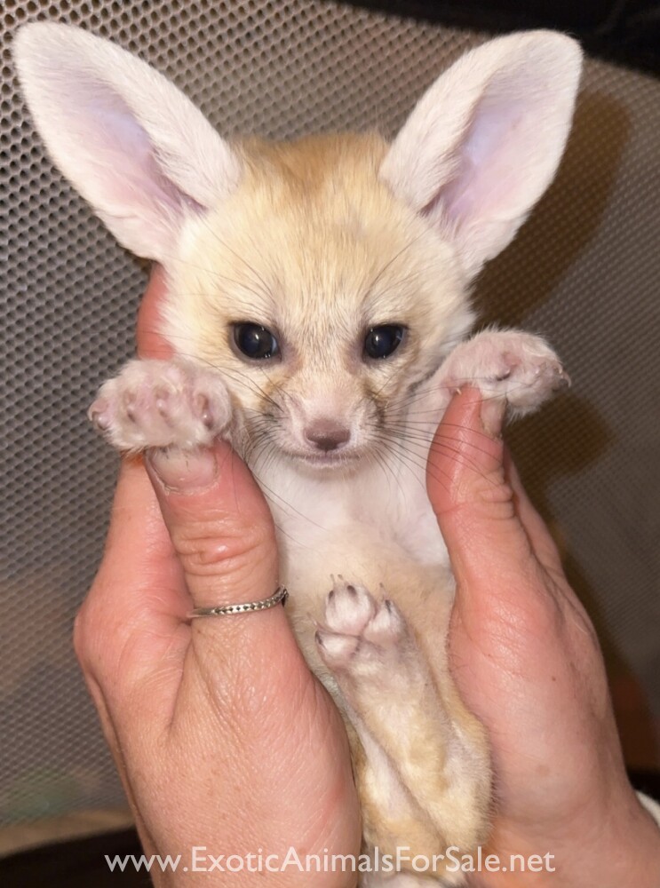 Fennec Fox Kits for Sale