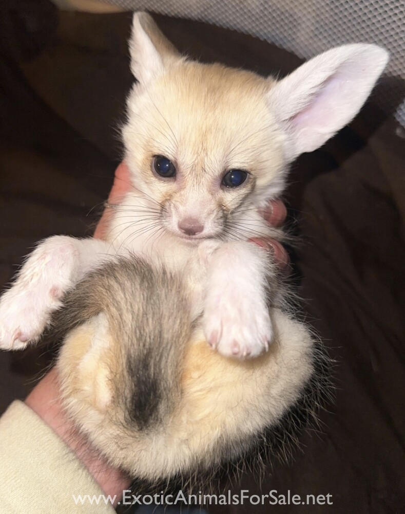 Fennec Fox Kits for Sale