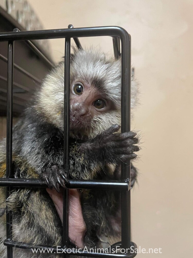 Monkeys For Sale