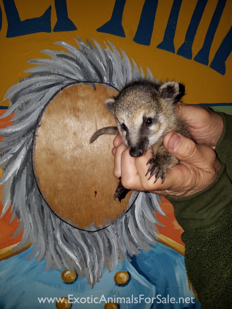 Coatimundi Babies for Sale