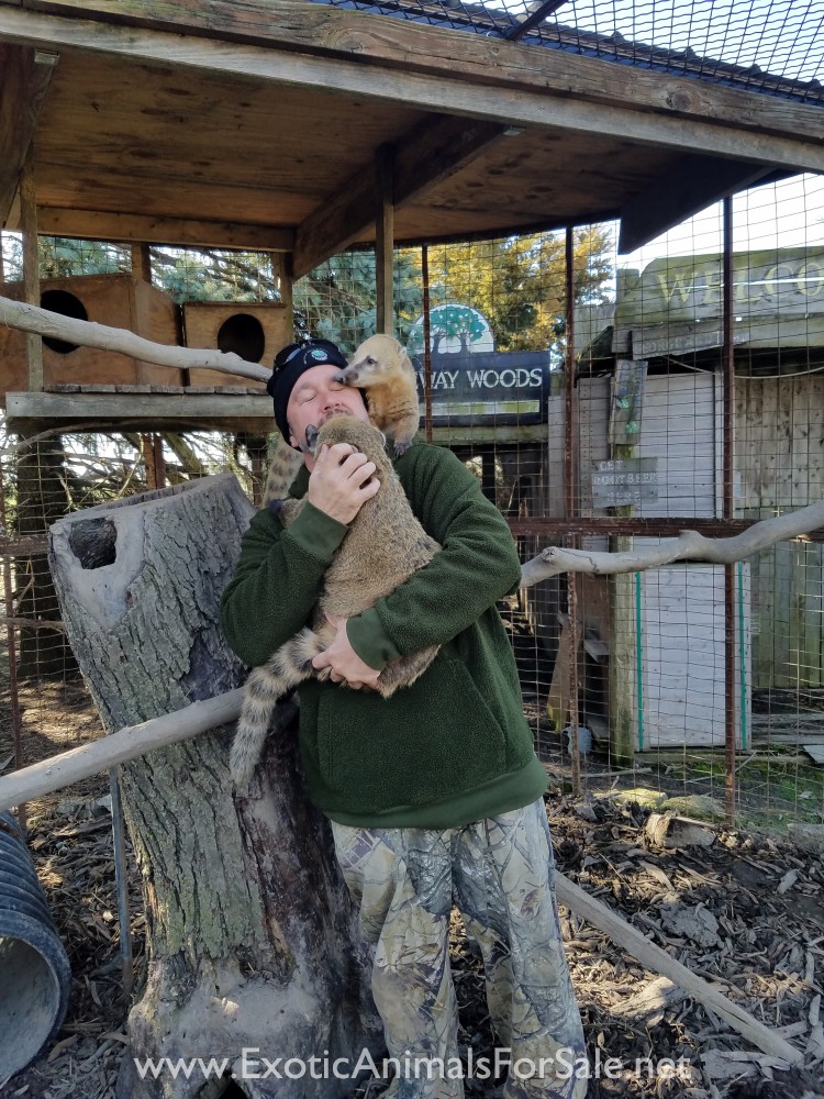 Coatimundi Babies for Sale