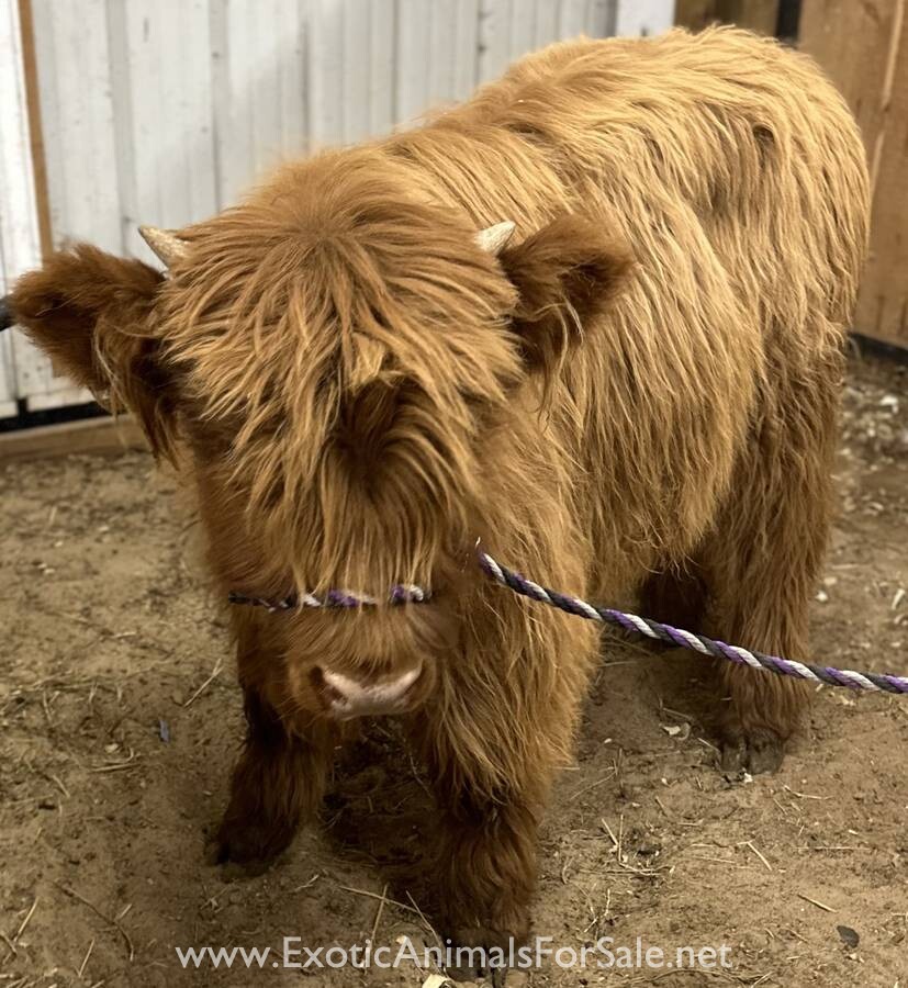 Exotic Animals in the SouthWest