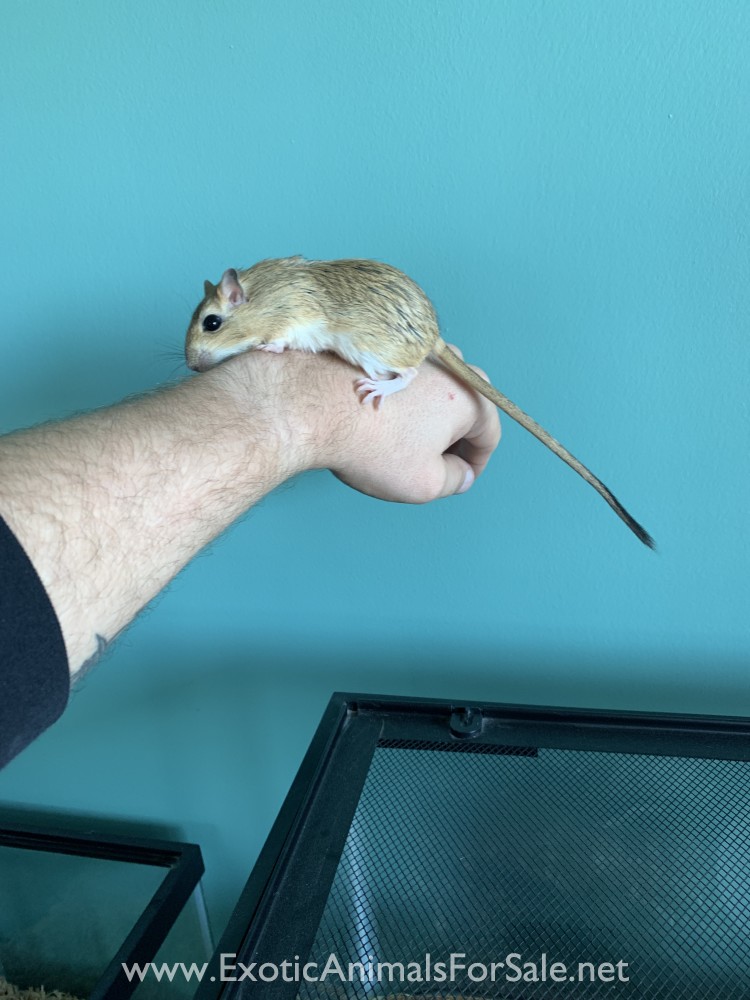 Shaw’s Jirds for Sale