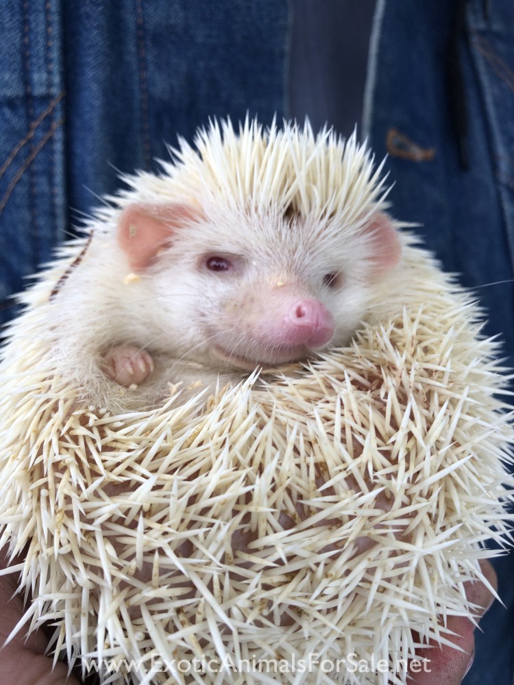 Hedge Hogs for Sale