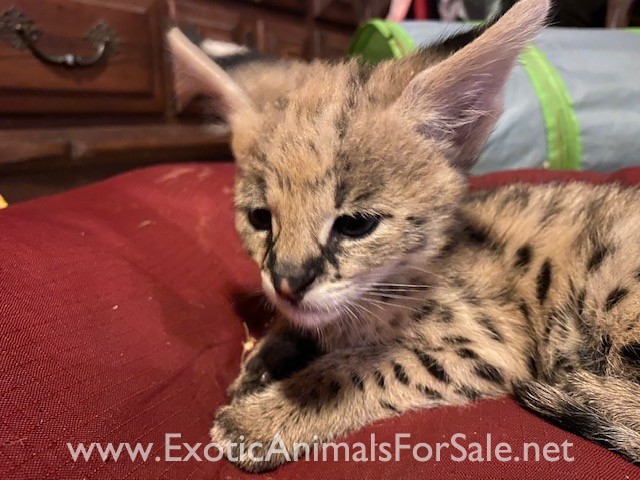 Female Serval Kitten for Sale