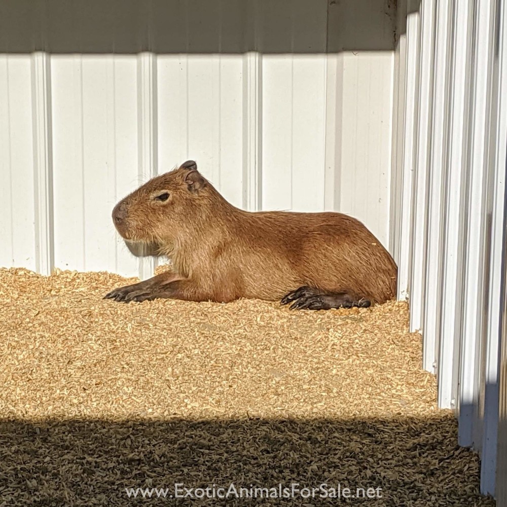 Capybaras For Sale