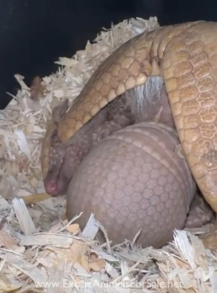 Three Banded Armadillo Breeding Pair for Sale