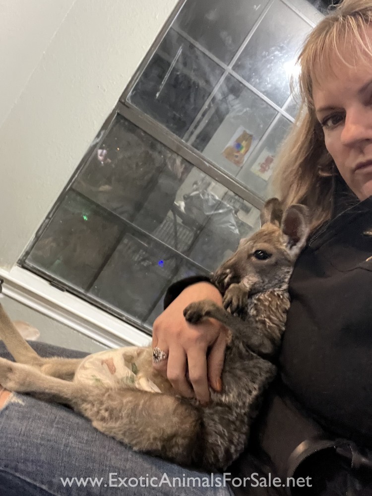 Sweet Female Joey for Sale