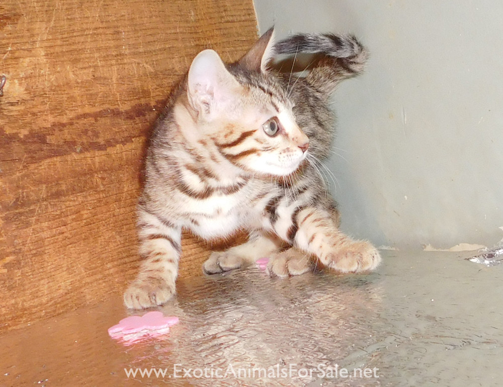 Cheetoh Kittens - From the Jungle to Your Lap for Sale