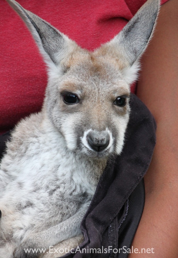 Kangaroos For Sale