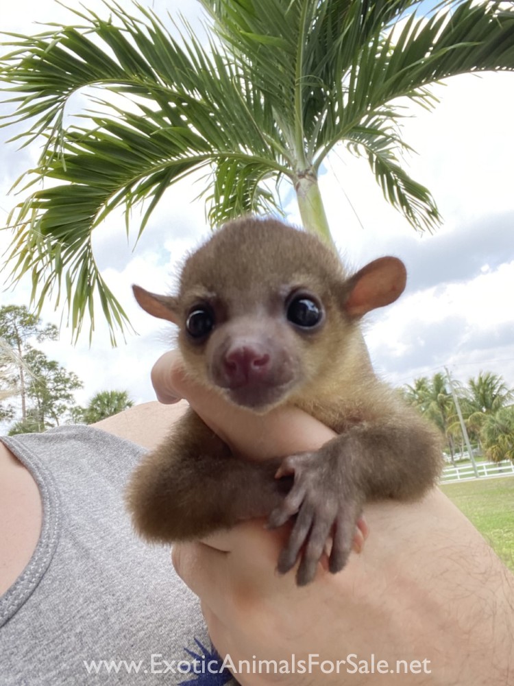Kinkajous For Sale