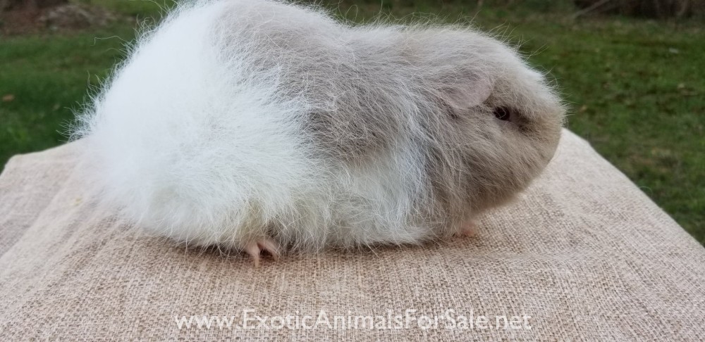 rare Guinea Pigs. Swiss, Lunkarya, Super Satins, Peruvians etc. Moving ...