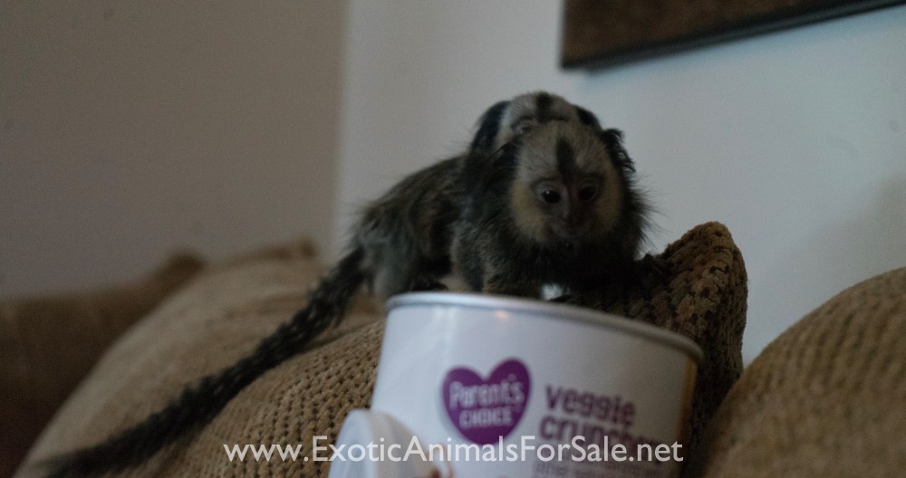 Exotic Animals in the Southeast
