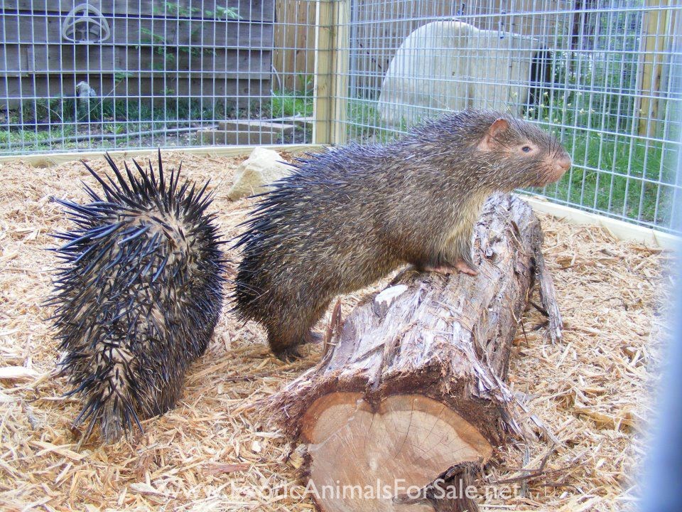 Porcupines For Sale
