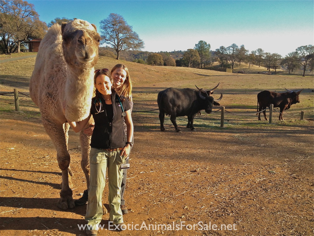 Raja (camel) for Sale