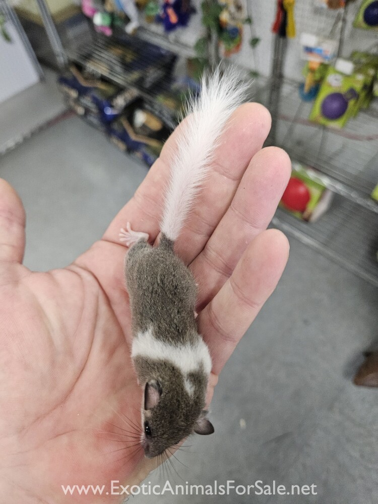PIED Pygmy Squirrels! for Sale