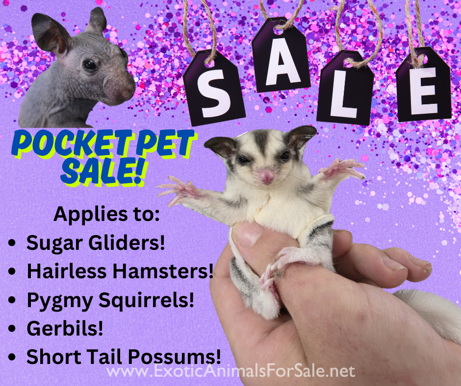 Pocket Pet Sale! for Sale