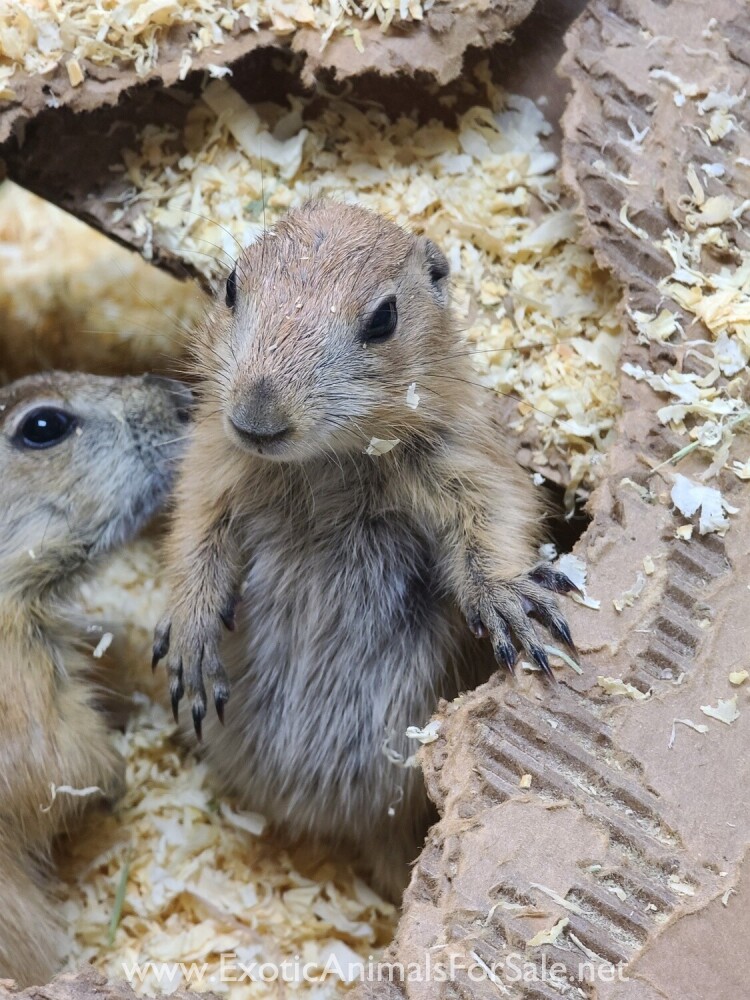 Prairie Dogs For Sale