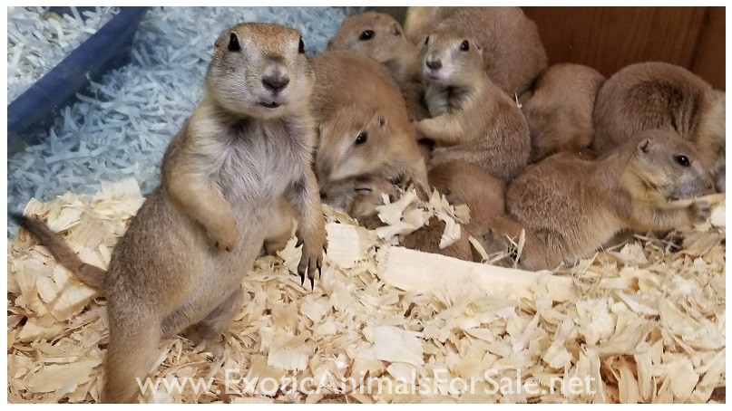 Prairie Dogs For Sale