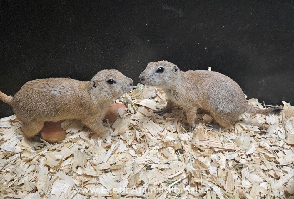 Prairie Dogs For Sale