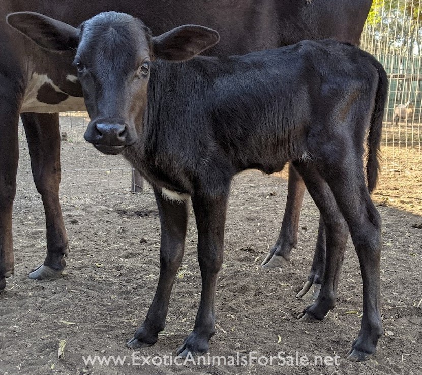 Baby Mini Zebu Female - For Sale for Sale