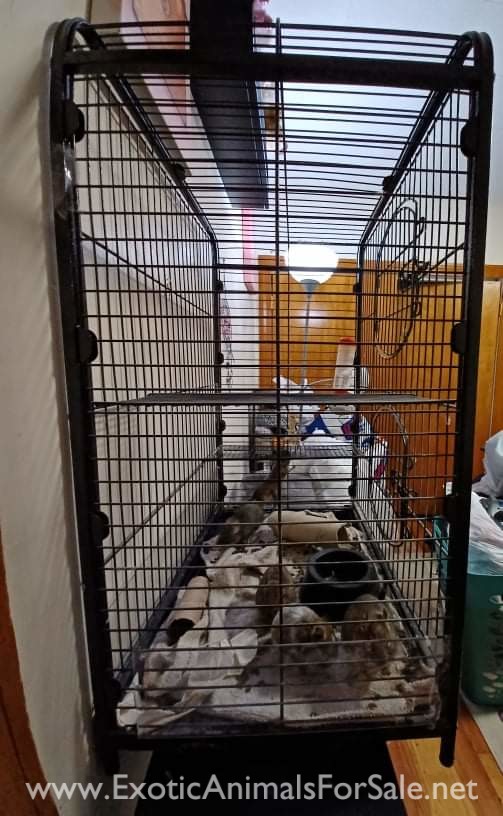 5 Female Degu's 1 Male Degu with cage, accessories, food and hay for Sale