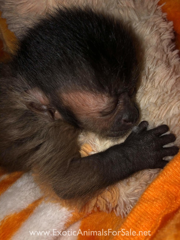 Black cap capuchin baby for Sale