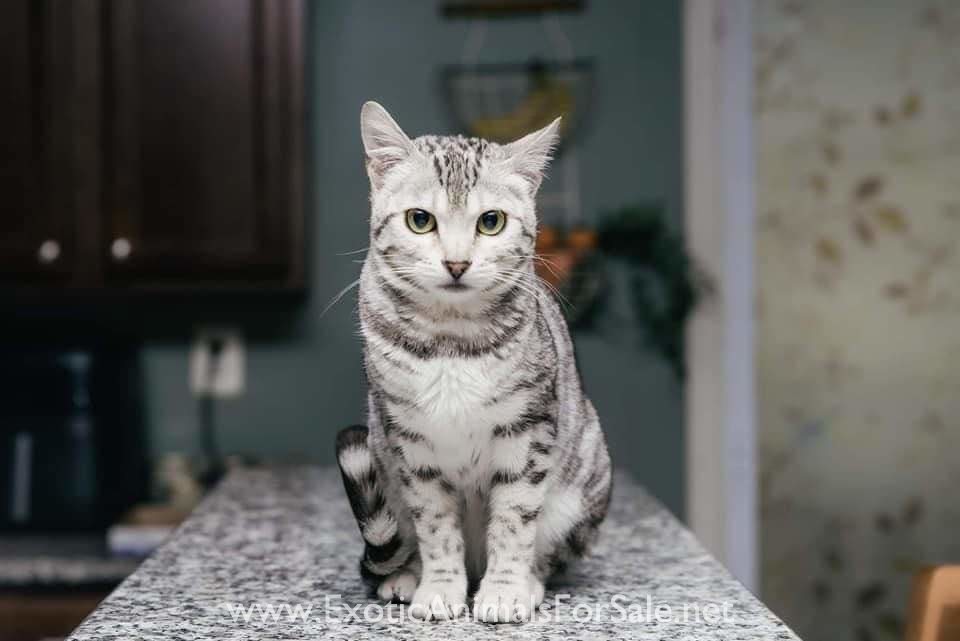 F3 female bengal for Sale