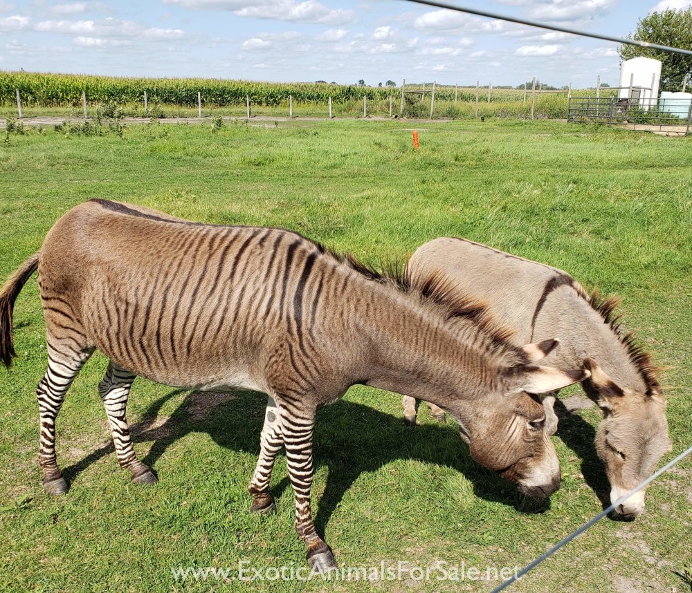 Zonky gelding for Sale