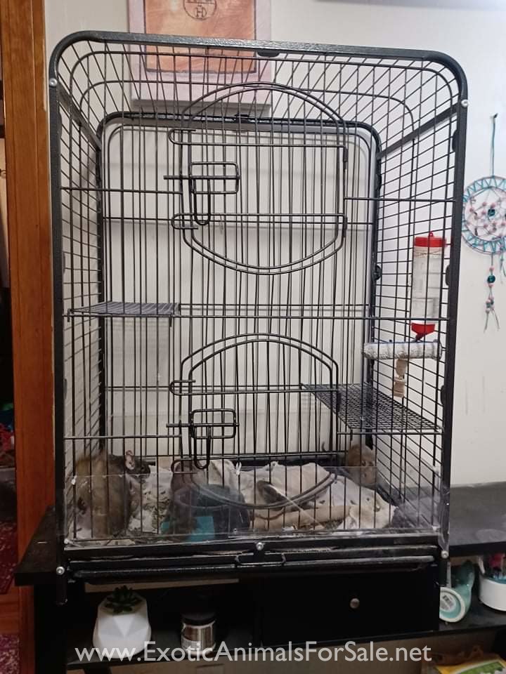 5 Female Degu's 1 Male Degu with cage, accessories, food and hay for Sale