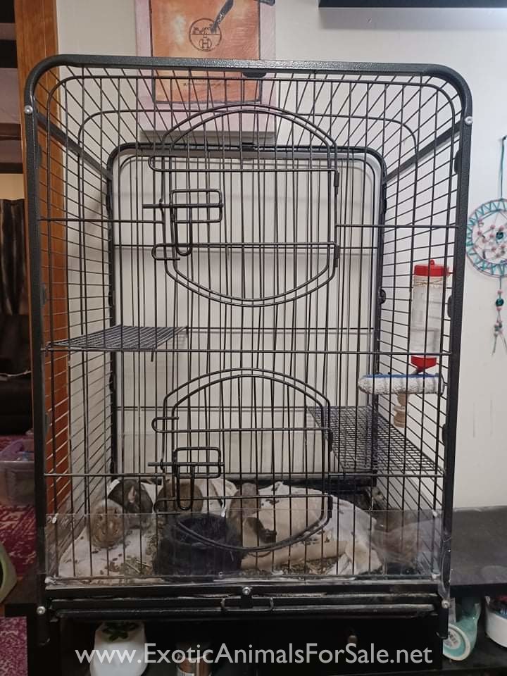 5 Female Degu's 1 Male Degu with cage, accessories, food and hay for Sale