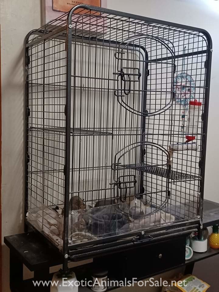 5 Female Degu's 1 Male Degu with cage, accessories, food and hay for Sale
