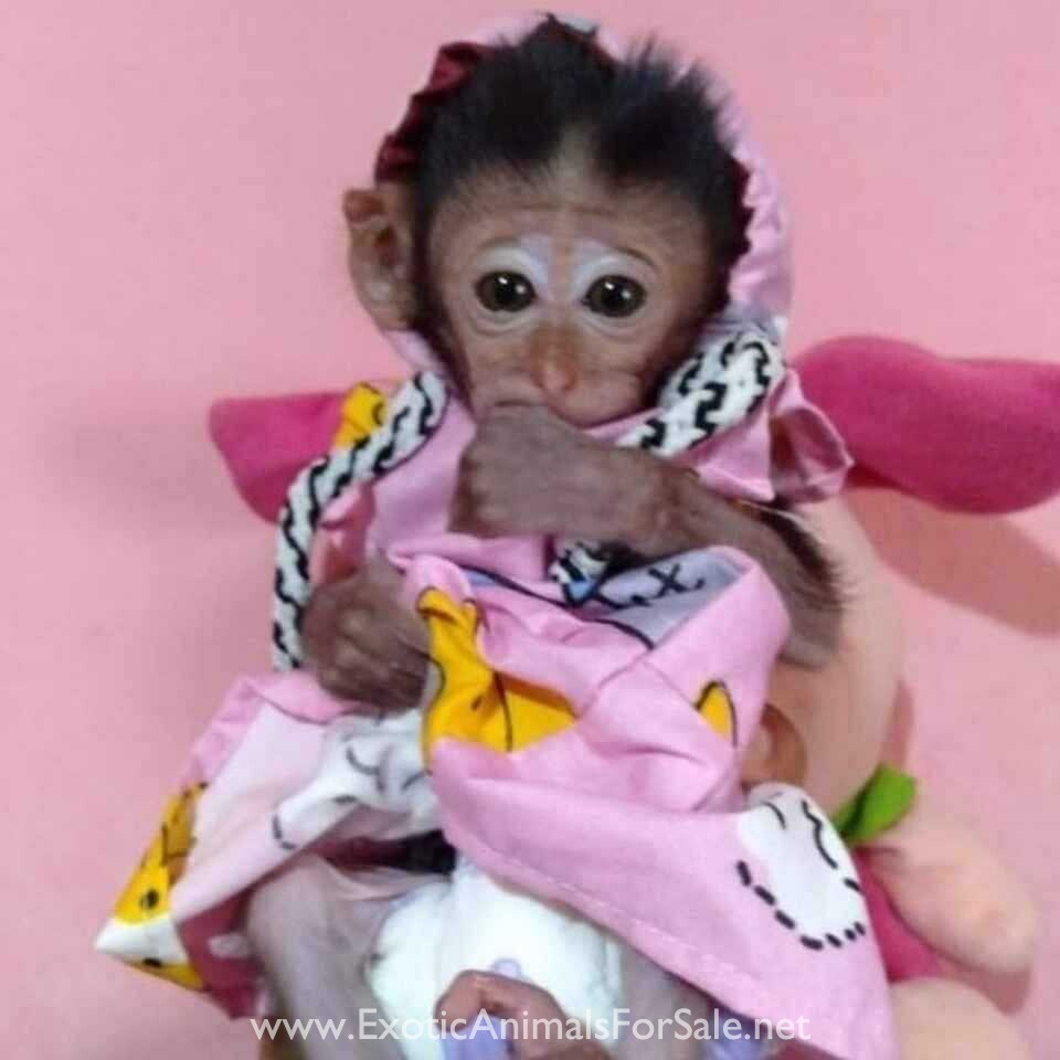 Macaque monkey for Sale