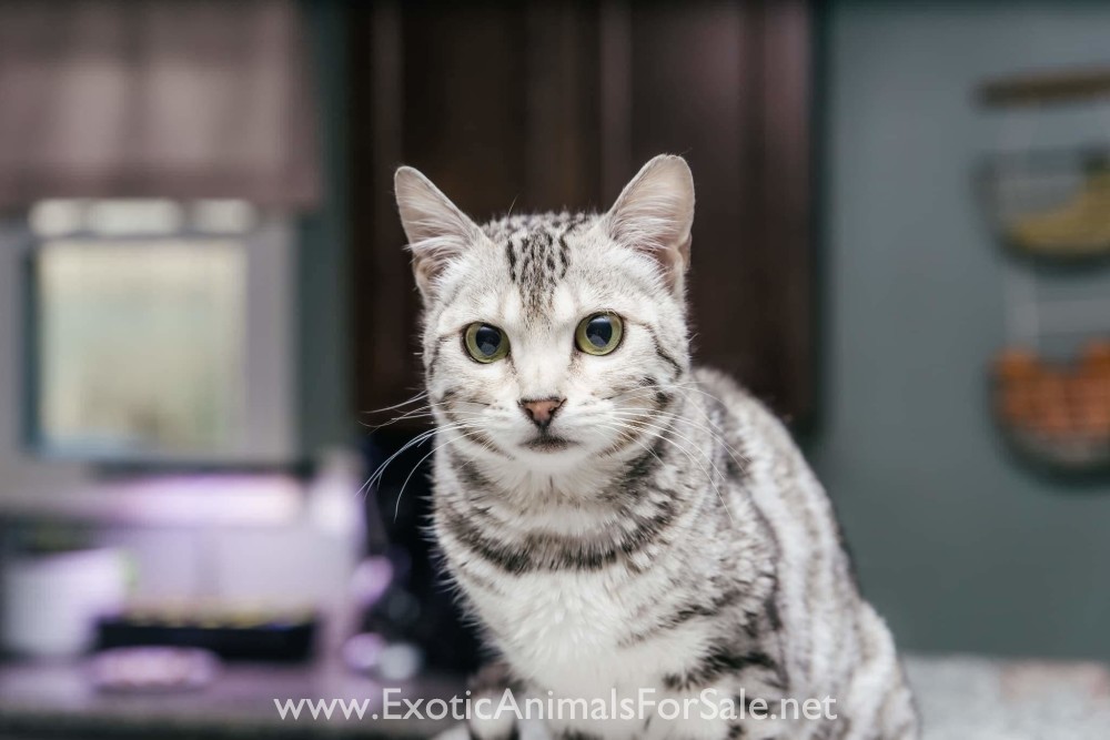 F3 female bengal for Sale