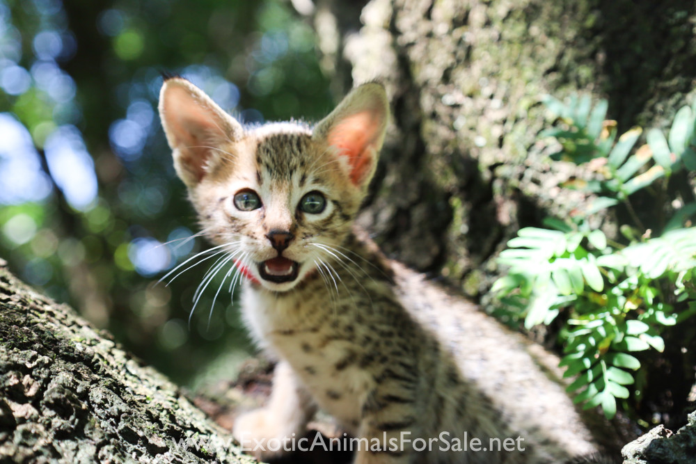 Servals For Sale