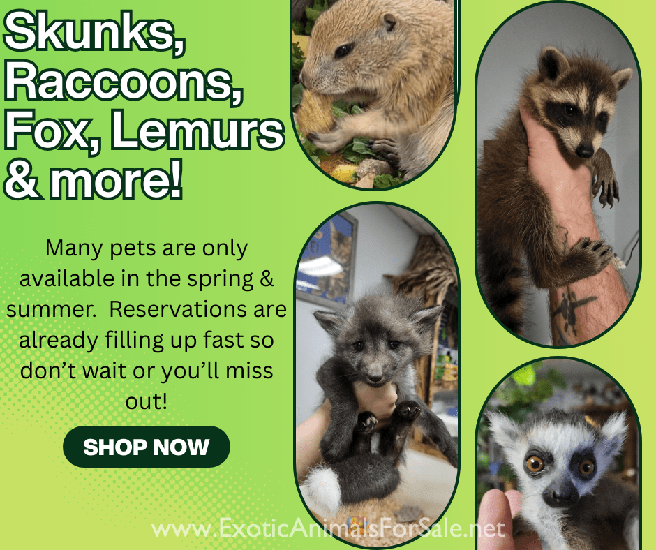 Fennec Fox, reserve yours now! for Sale