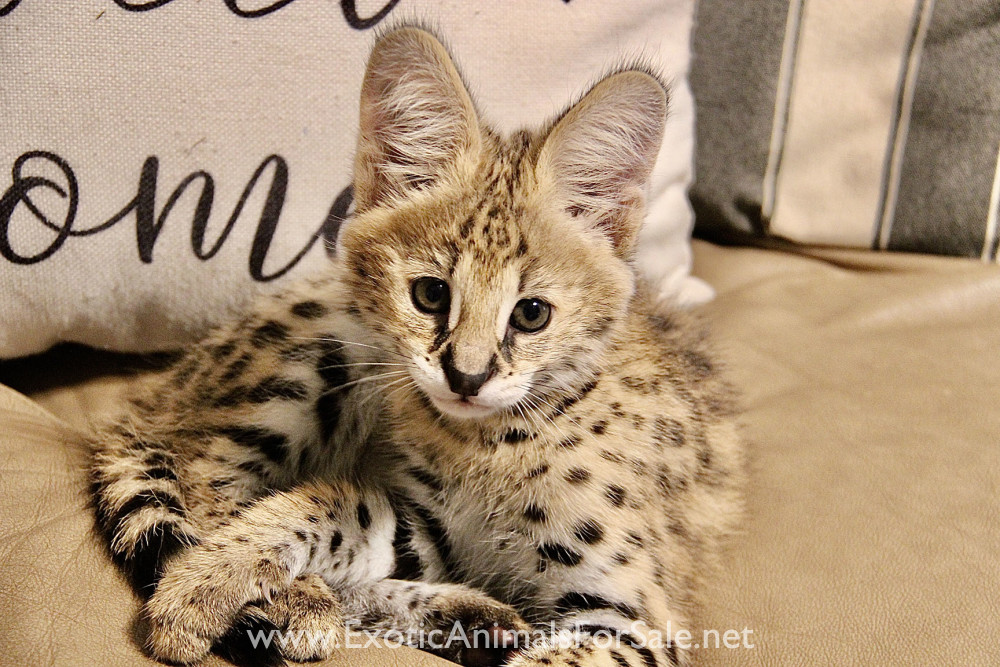 Servals For Sale