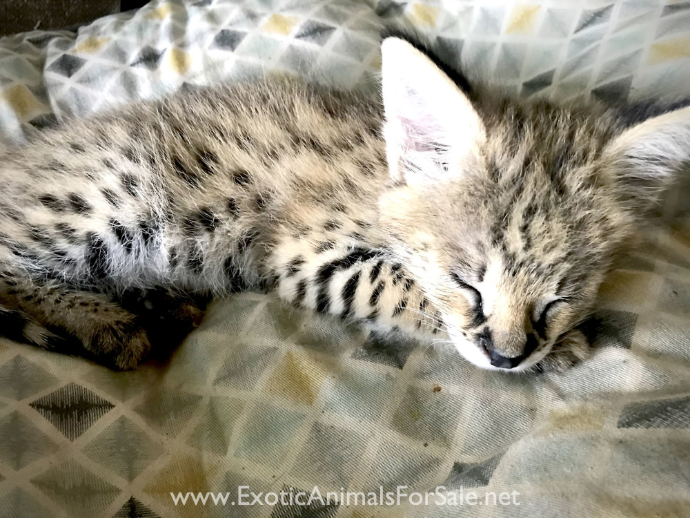 Servals For Sale