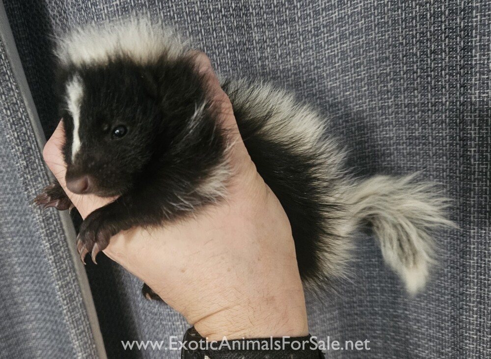 Skunks, so many colors to choose from! for Sale
