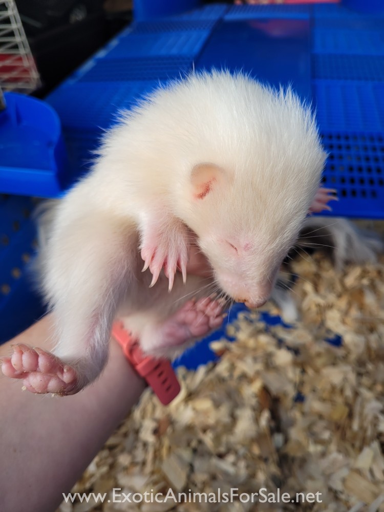 Baby Skunks for Sale