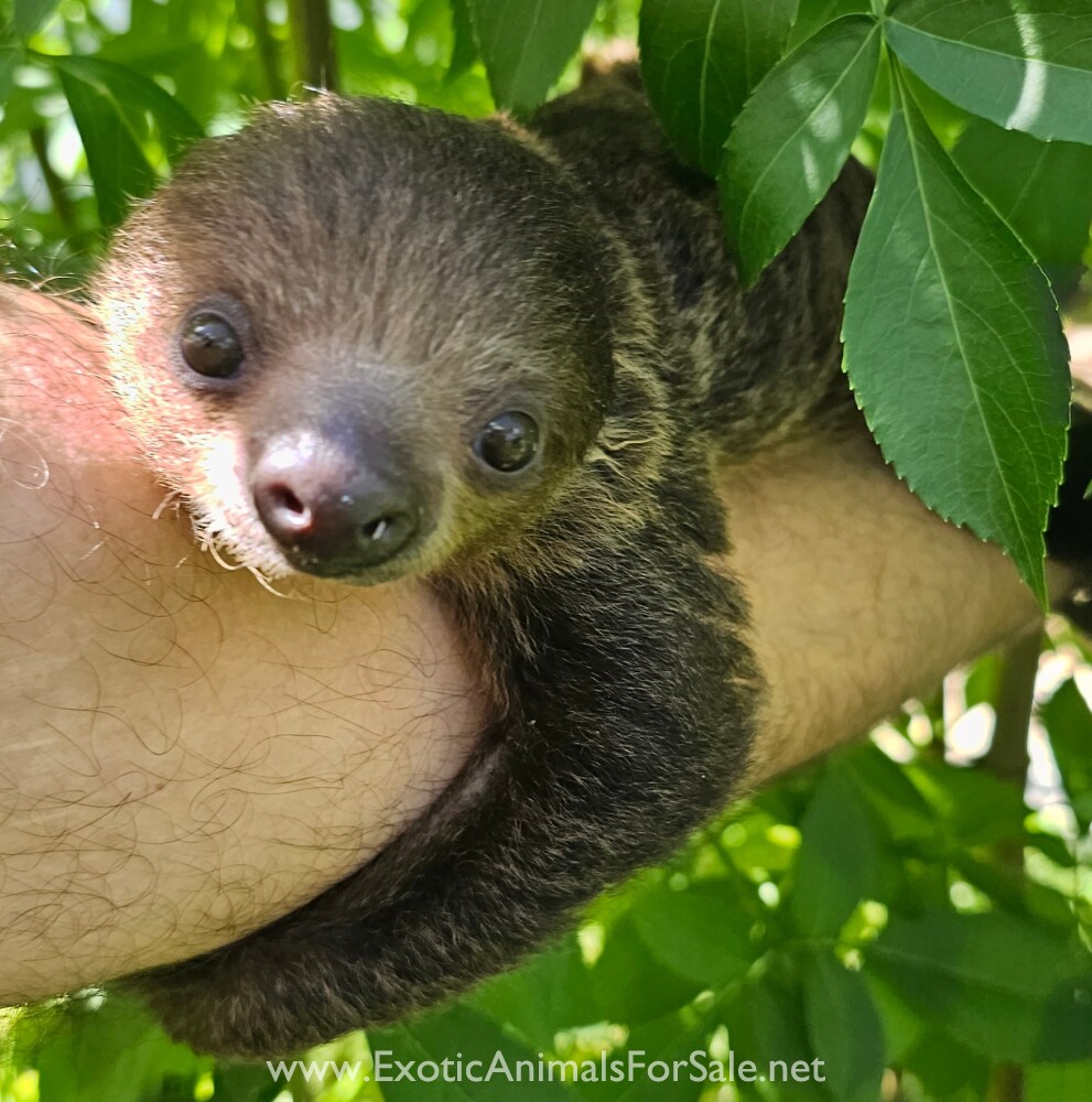 Sloths For Sale