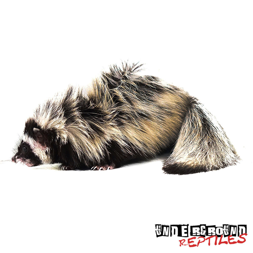 Libyan Striped Weasel for Sale