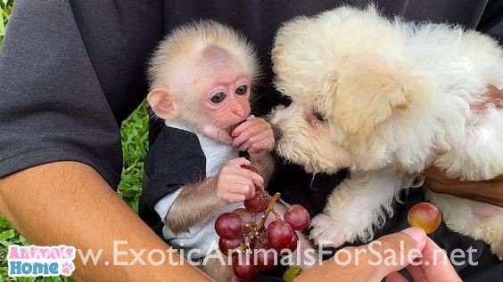 Stub tail (or bear monkey) for Sale